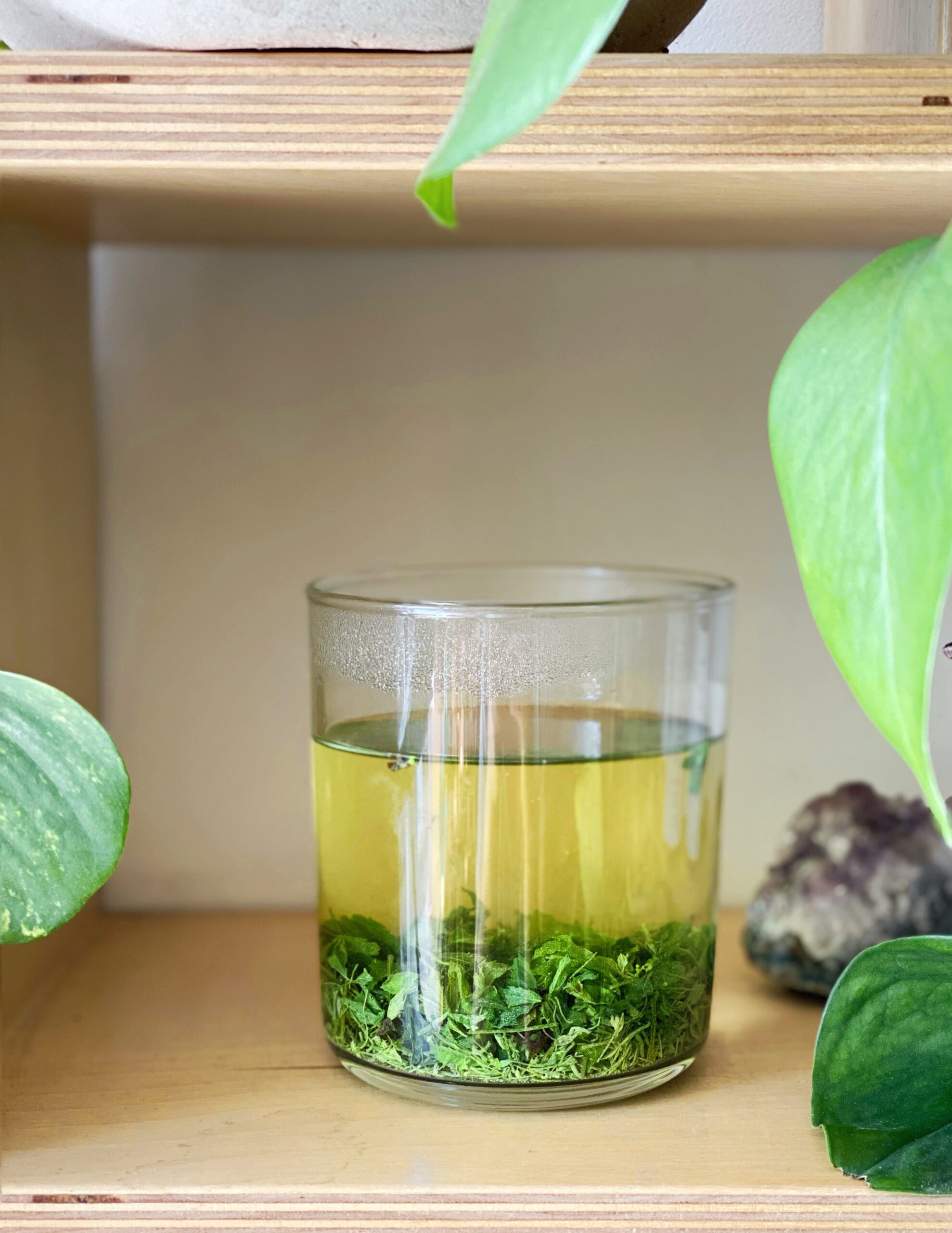 All About Gynostemma - Traditional And Scientific Benefits - Shoku Iku