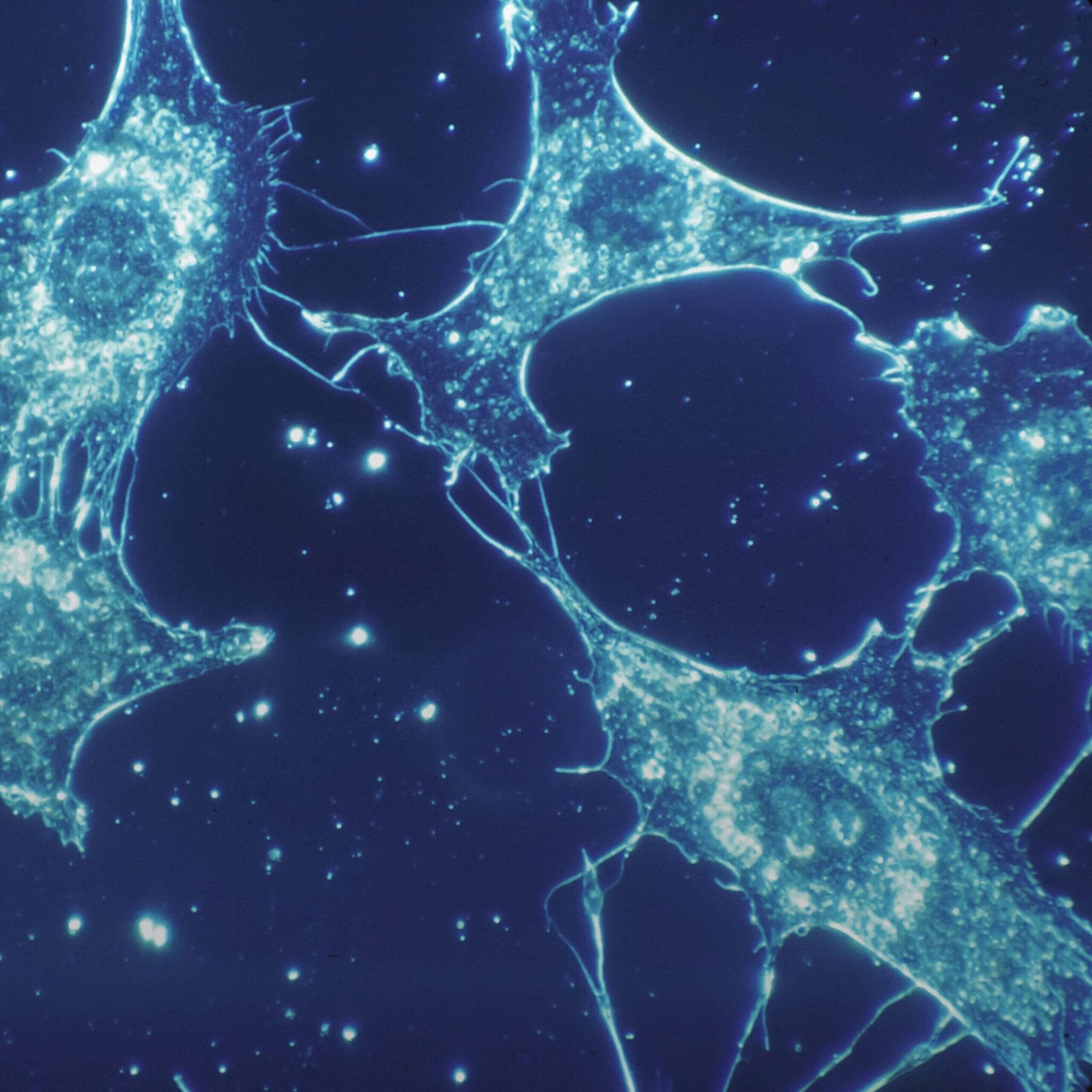 Everything You Need To Know About Cellular Detox